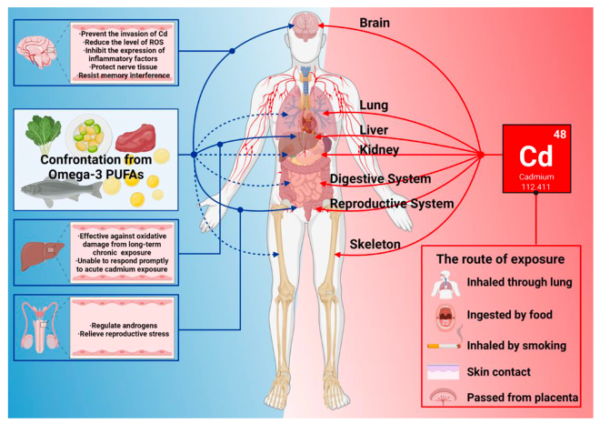 Omega-3 act on damage caused by cadmium - Swissisimi