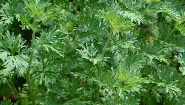 Importance of Artemisia absinthium L. - Swissisimi